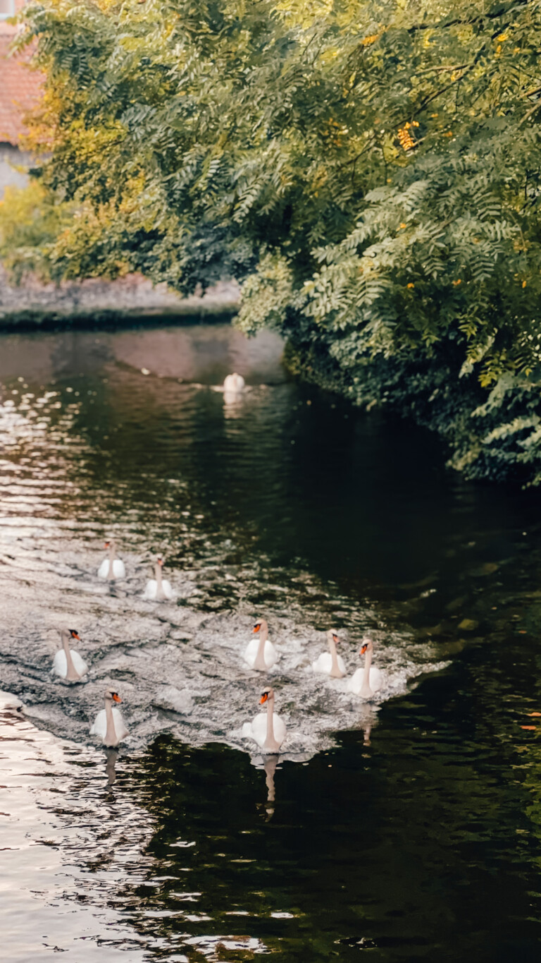 8 Amazing Things to Do in Bruges in Fall