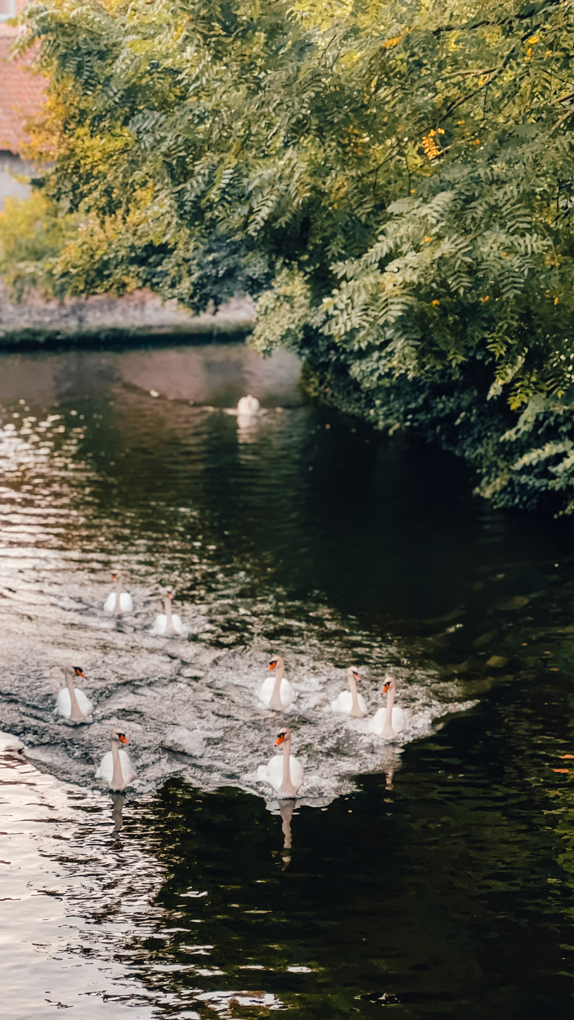 8 Amazing Things to Do in Bruges in Fall