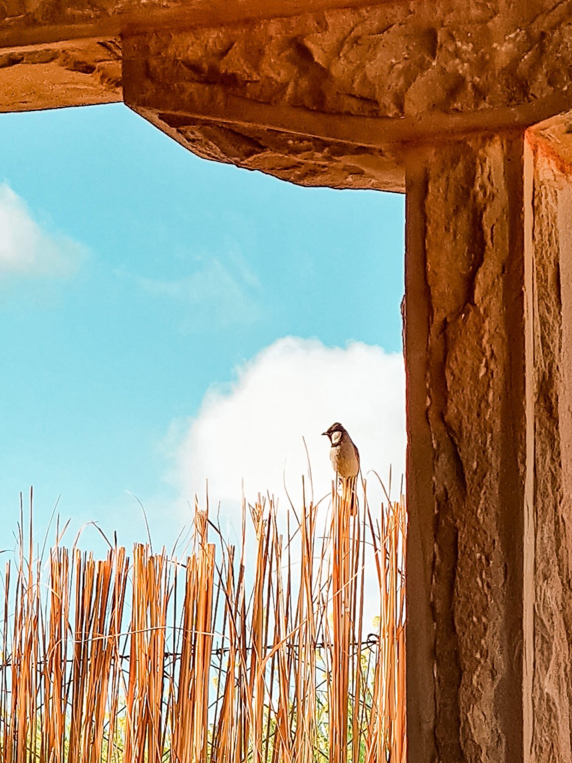 Manvar: A Unique Experience in the Great Indian Desert