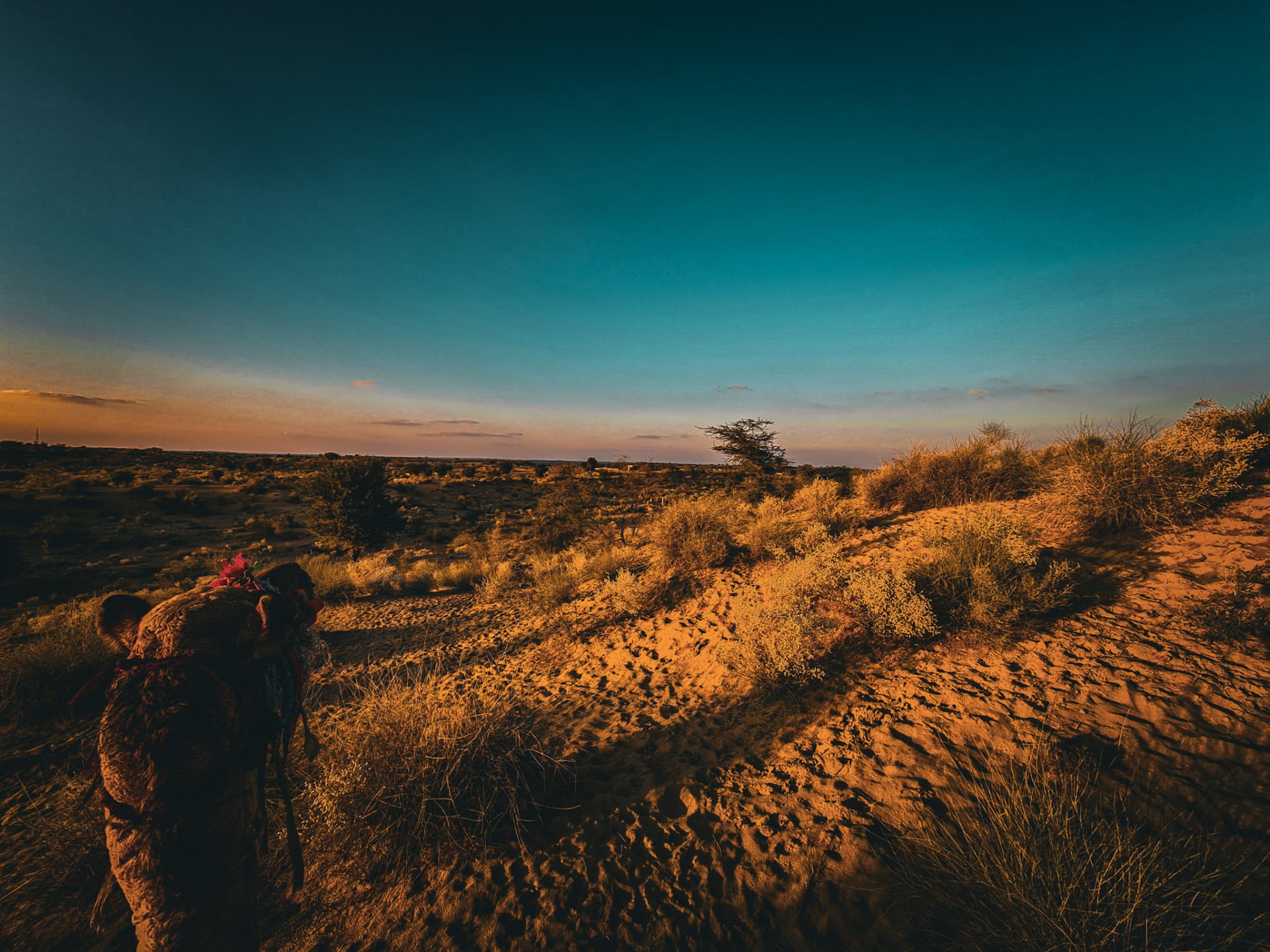 Manvar: A Unique Experience in the Great Indian Desert