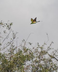 Manvar: A Unique Experience in the Great Indian Desert