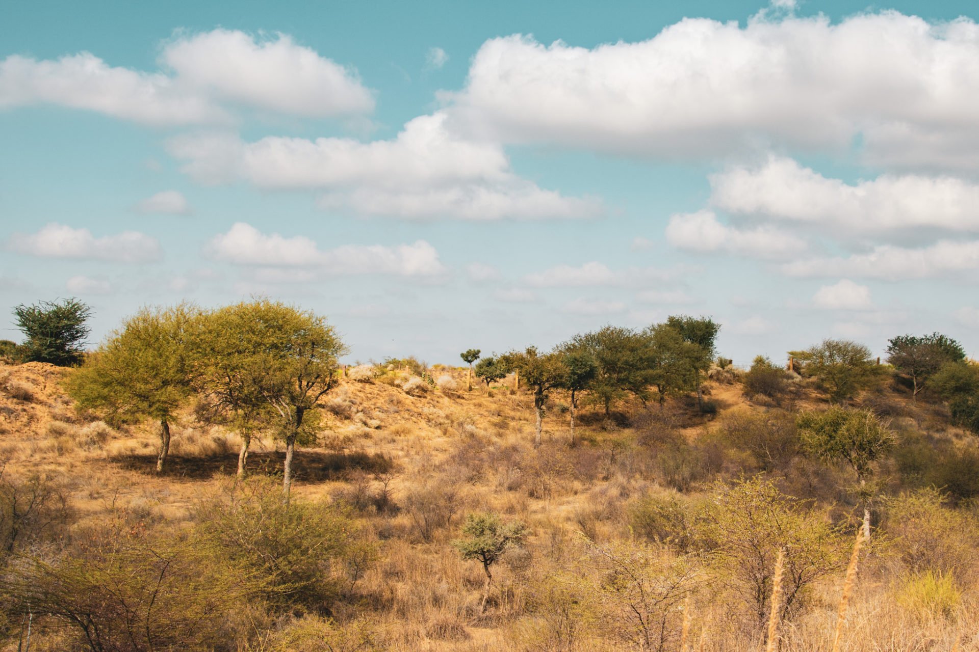 Manvar: A Unique Experience in the Great Indian Desert