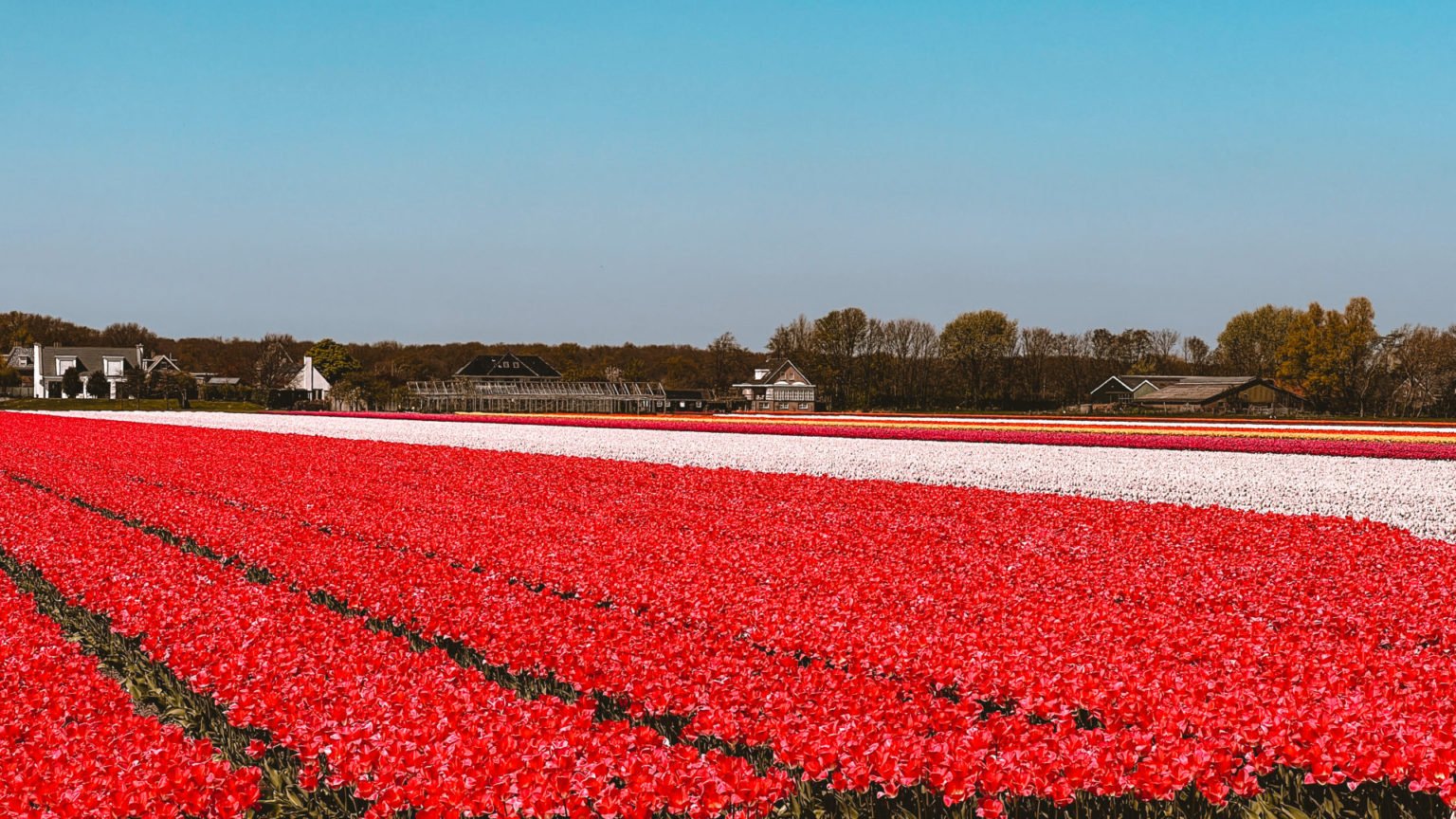 How to See Colorful Tulips in the Netherlands in Spring