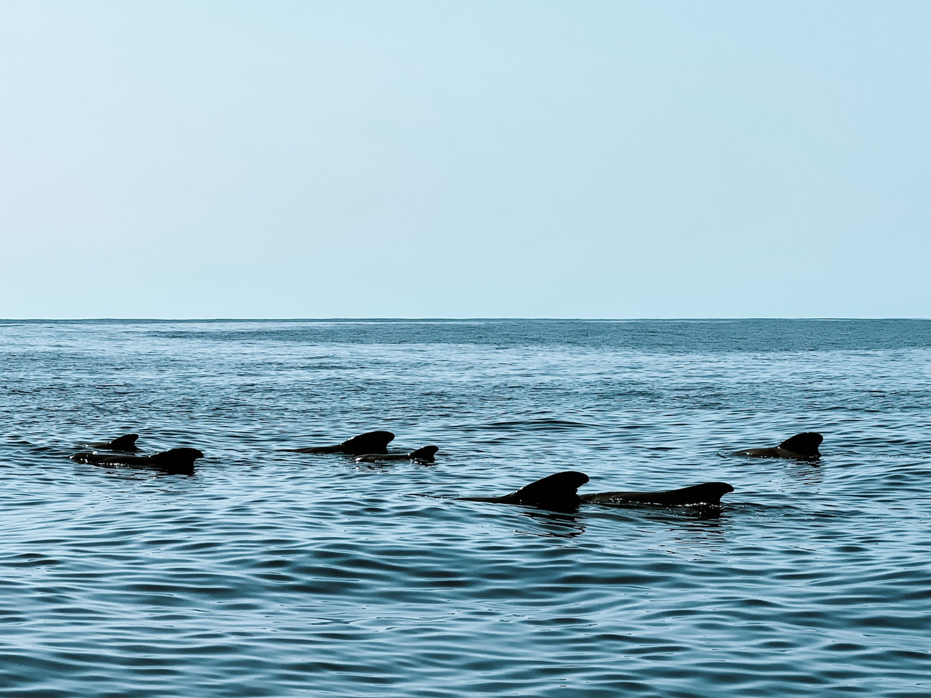 Dolphin and Whale Watching in Madeira: Useful Information to Know